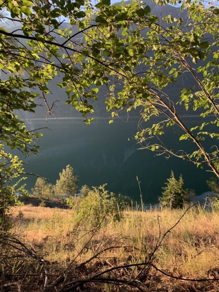 TreesNearWater - Helen Sanderson Associates